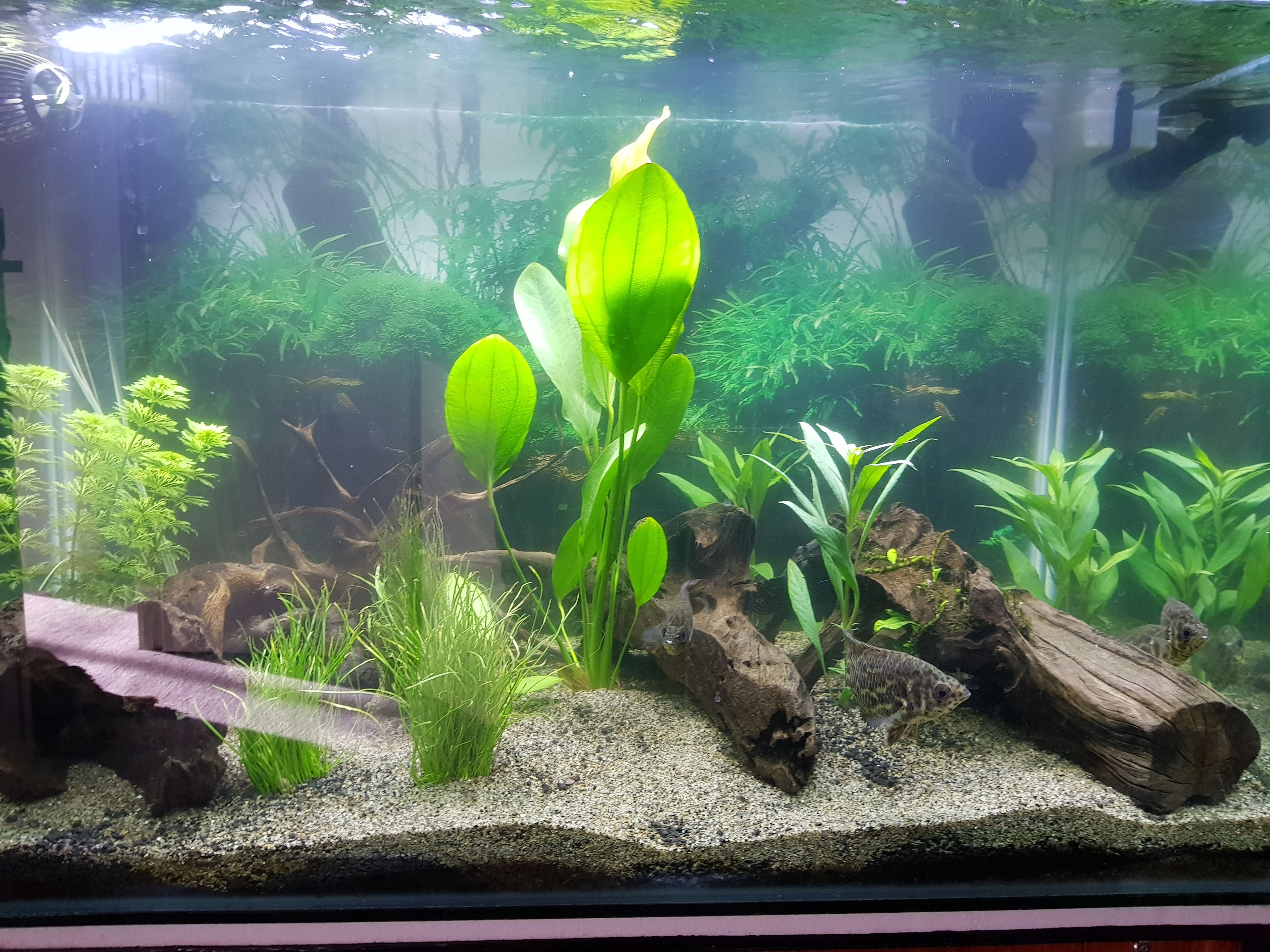 The Predatory Tank
