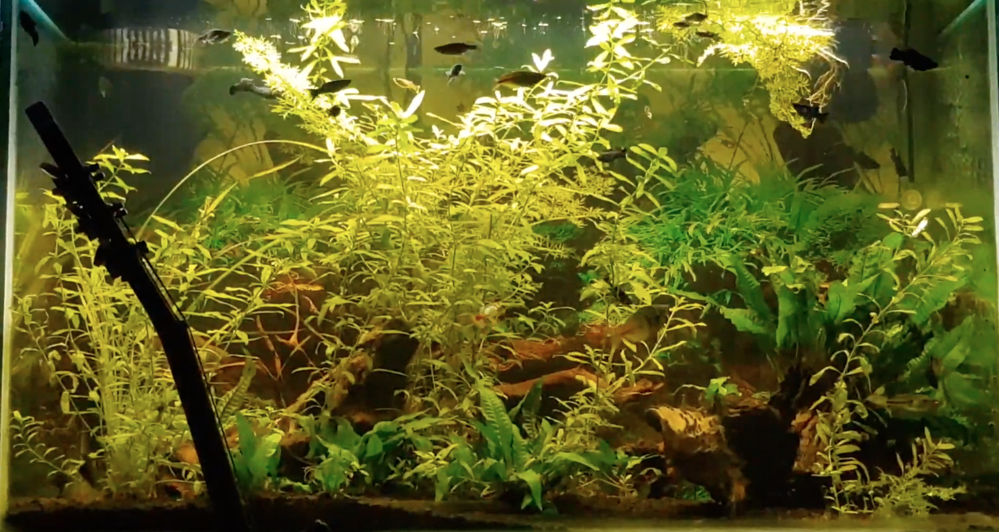 The Living room community tank